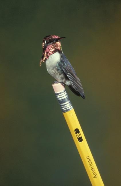 Micro Hummingbird