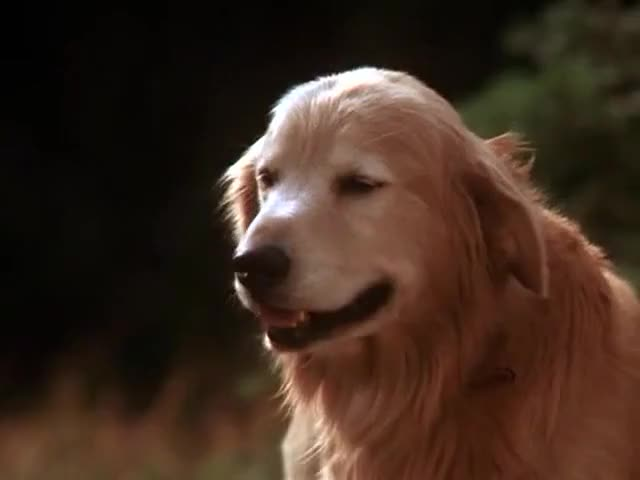 Homeward Bound Shadow