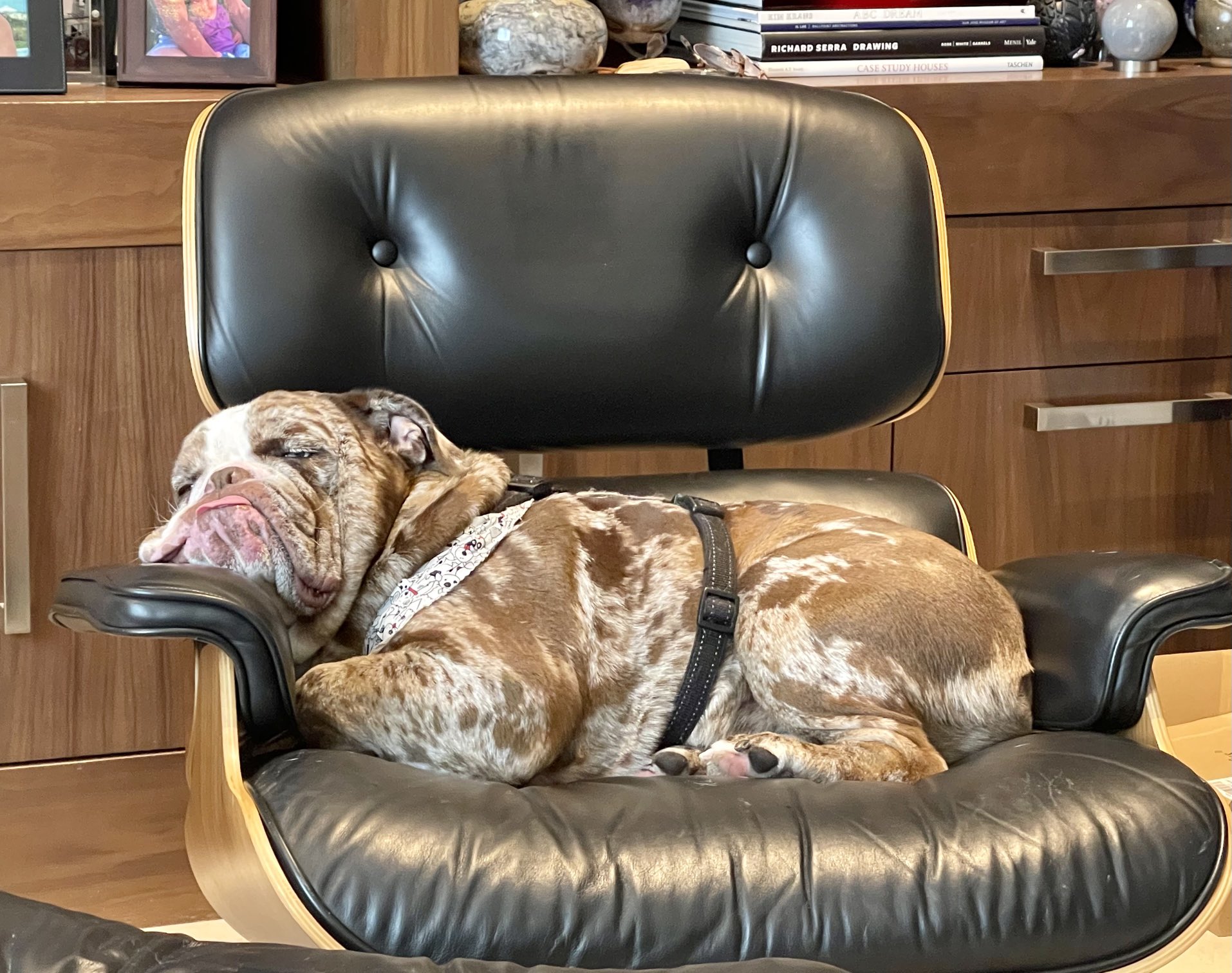 Mark Kingdon on Twitter: "Uh buddy that is NOT your chair. https://t.co ...