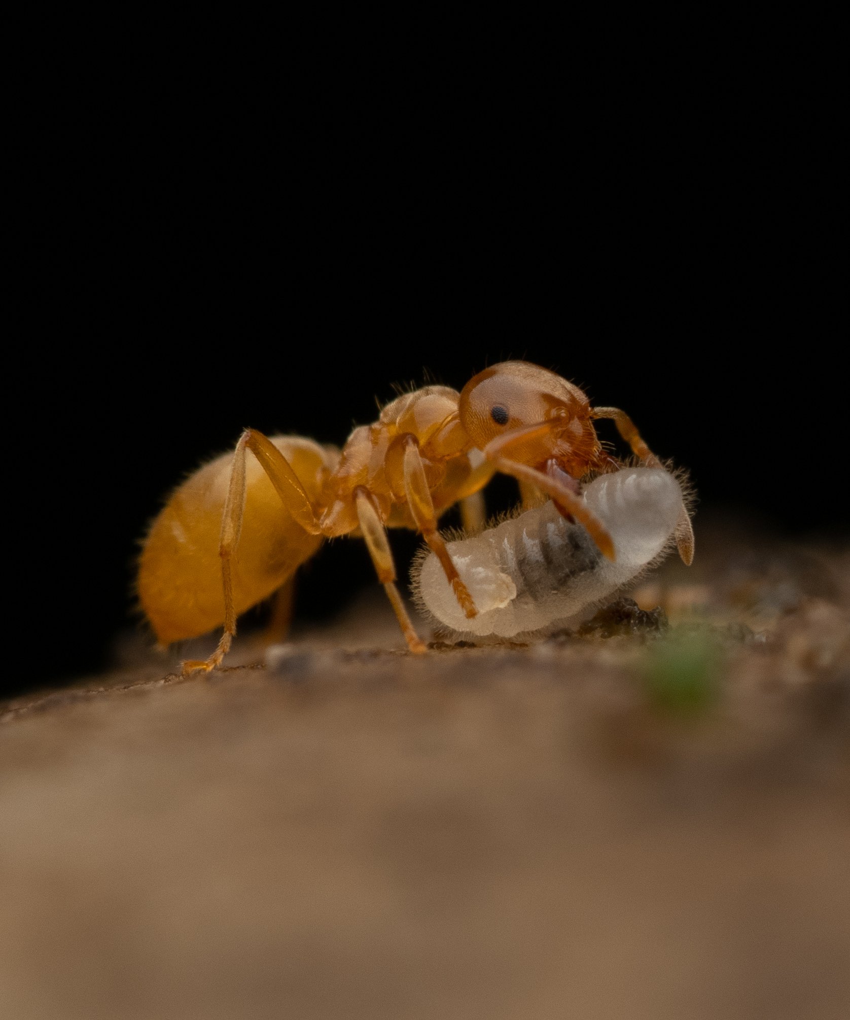 Yellow Meadow Ant
