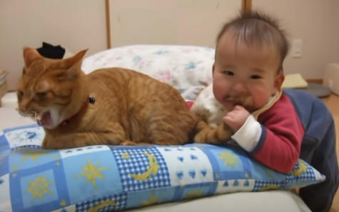 「怒らない猫（maonooya）」You Tube しっぽ噛まれて鳴.. | でんじろウ ※SNS荒らし常習犯TAゆうじ→𝑴𝒊𝒌𝒖に嫌がらせさ ...