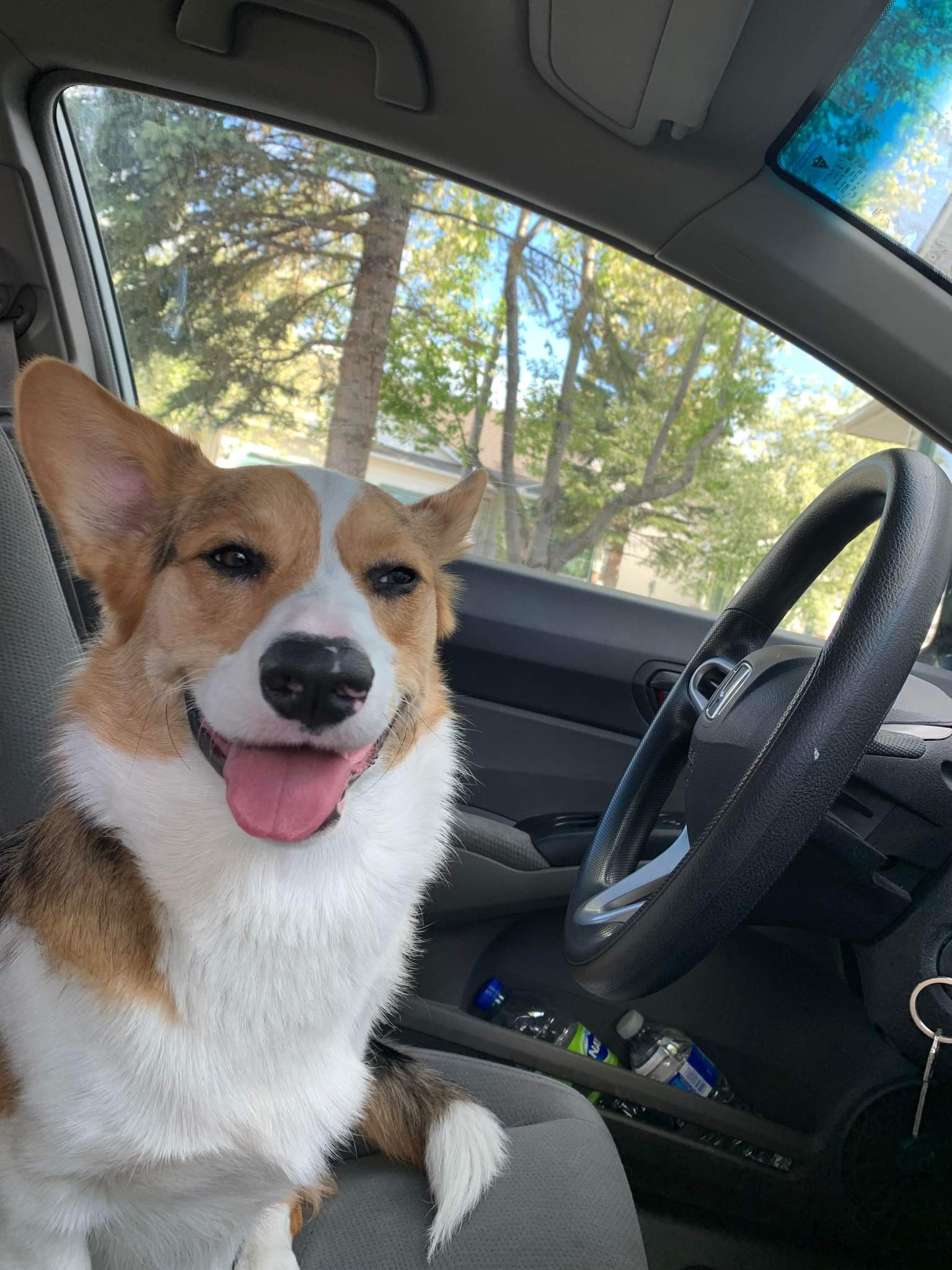 Driving Corgi
