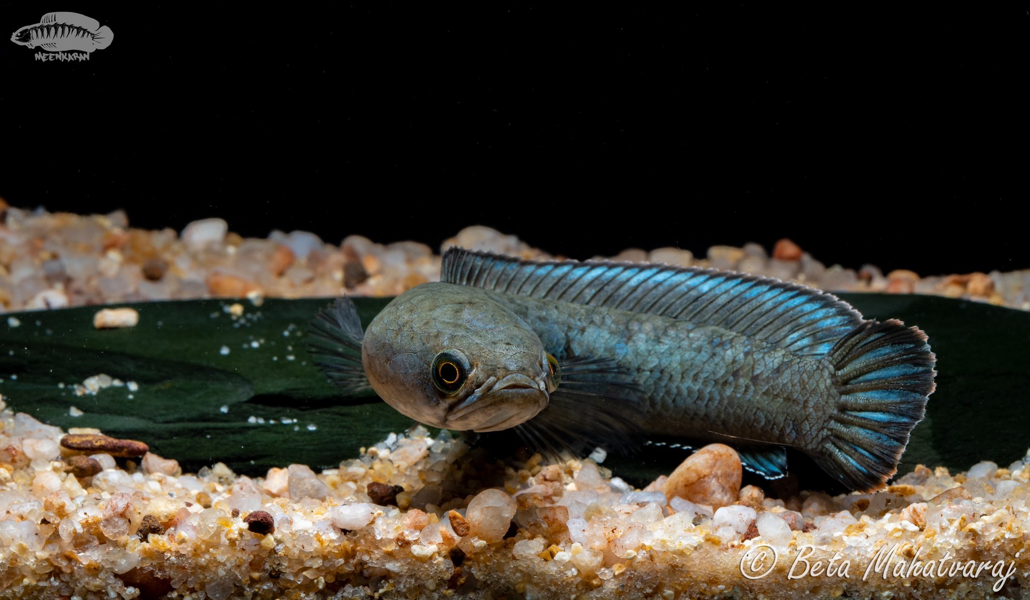 Channa Gachua Breeding