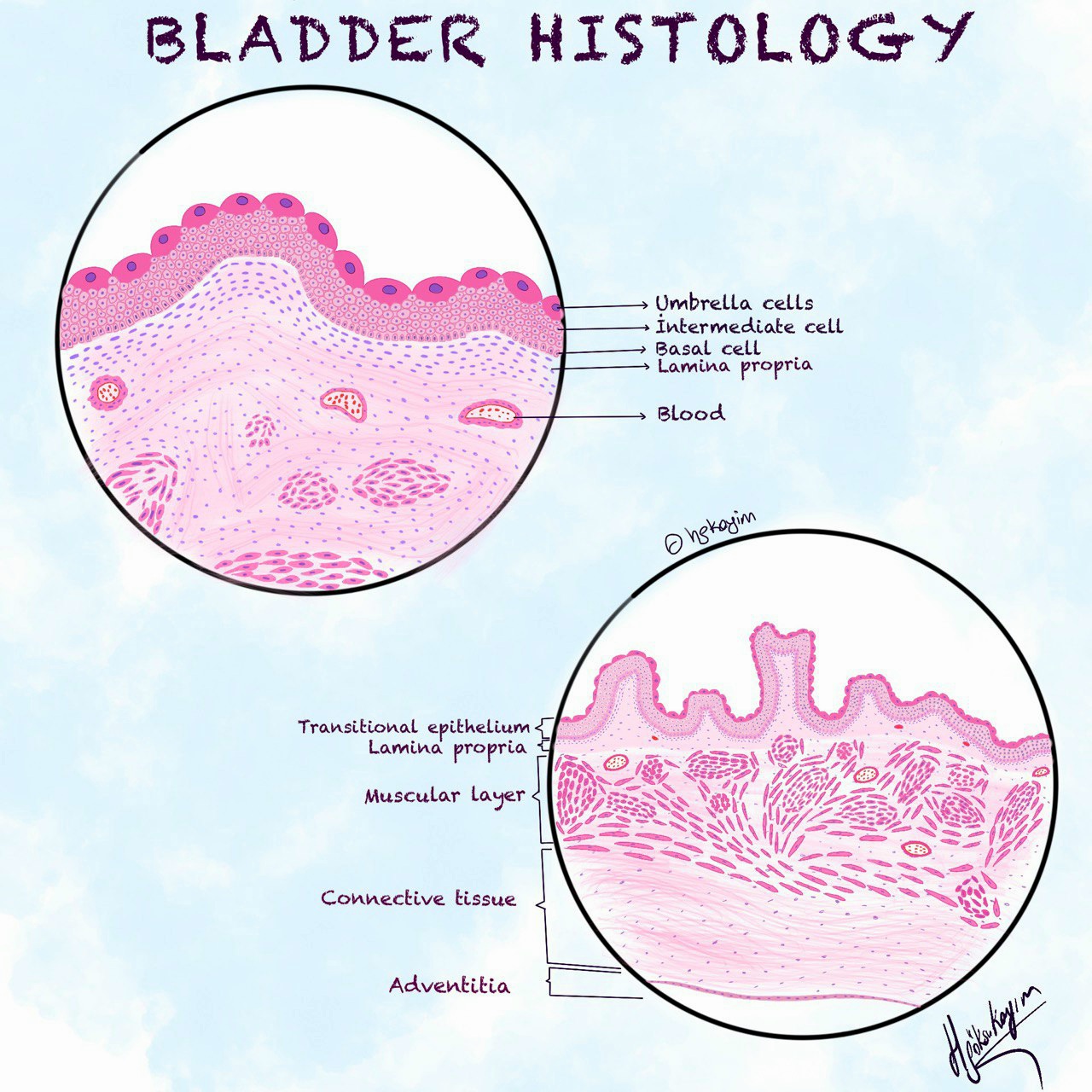 Urinary Bladder Histology Labeled