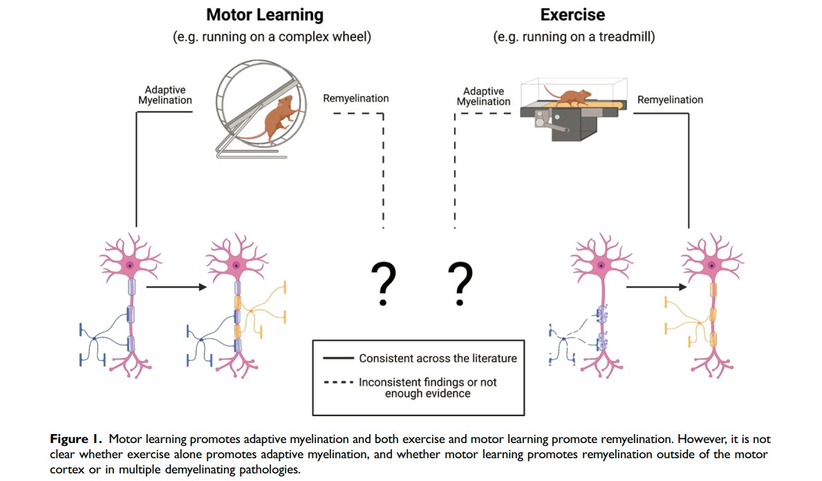 Physio Meets Science On Twitter Motor Learning And Physical Exercise