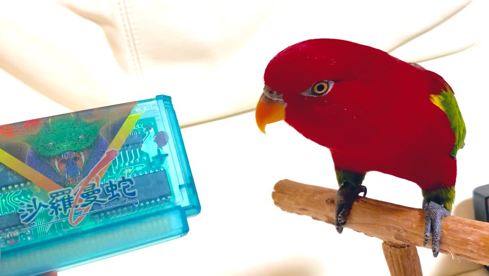 Hideaki Utsumi on Twitter: "Red birb🍅SALAMANDER https://t.co/P8DPBPbg9L @YouTube https://t.co ...