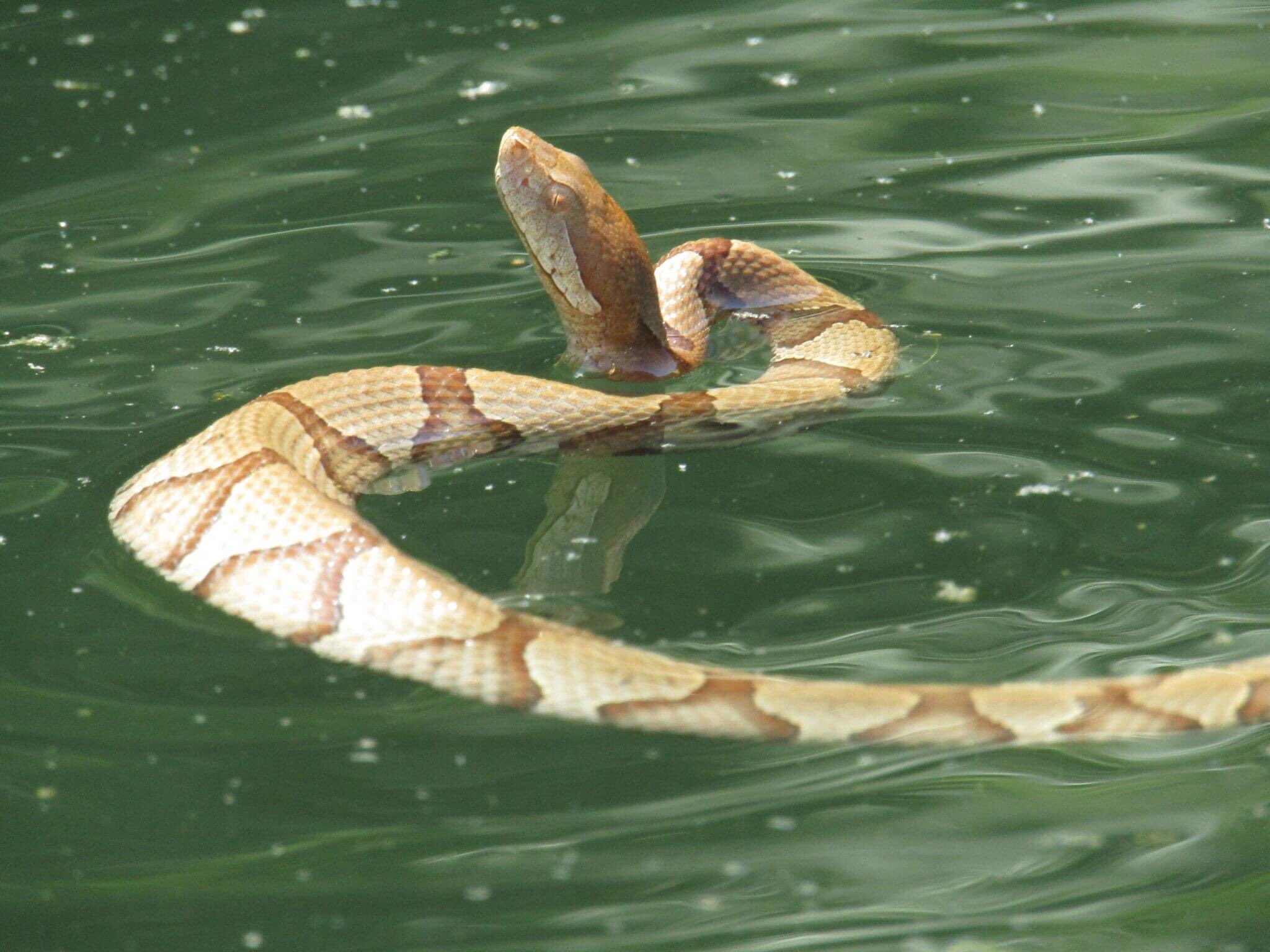 Copperhead Swimming