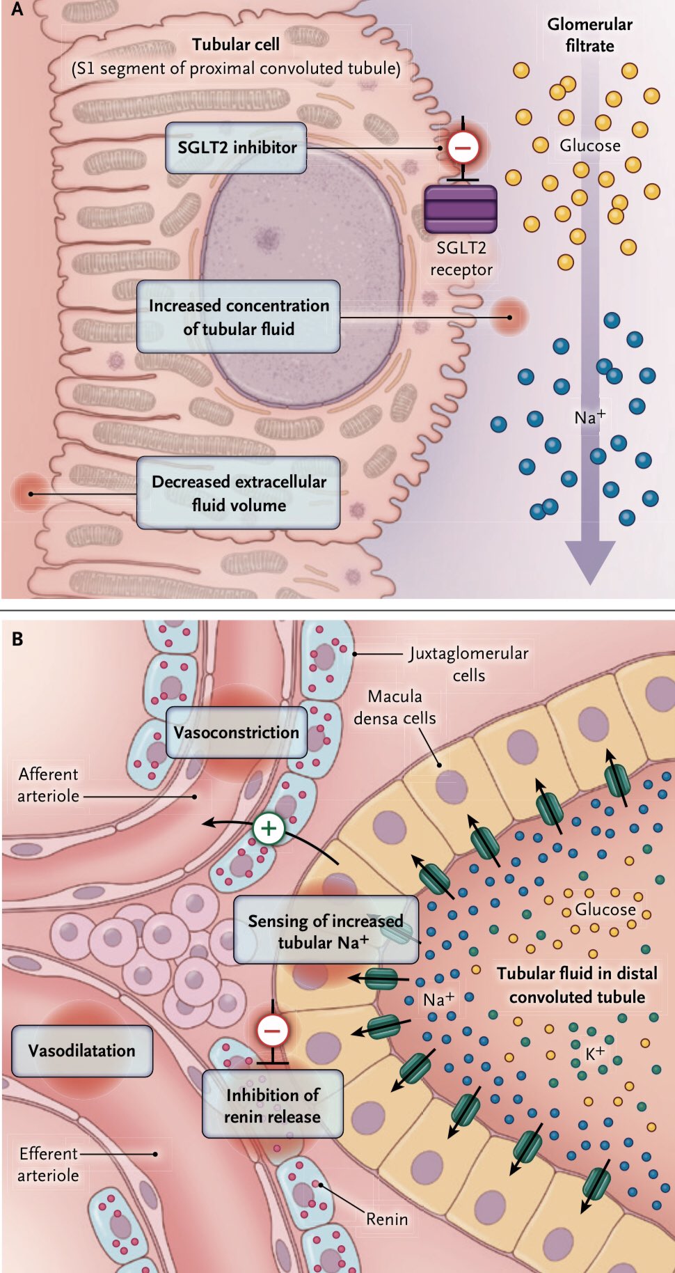 Glucose Sodium Cotransporter