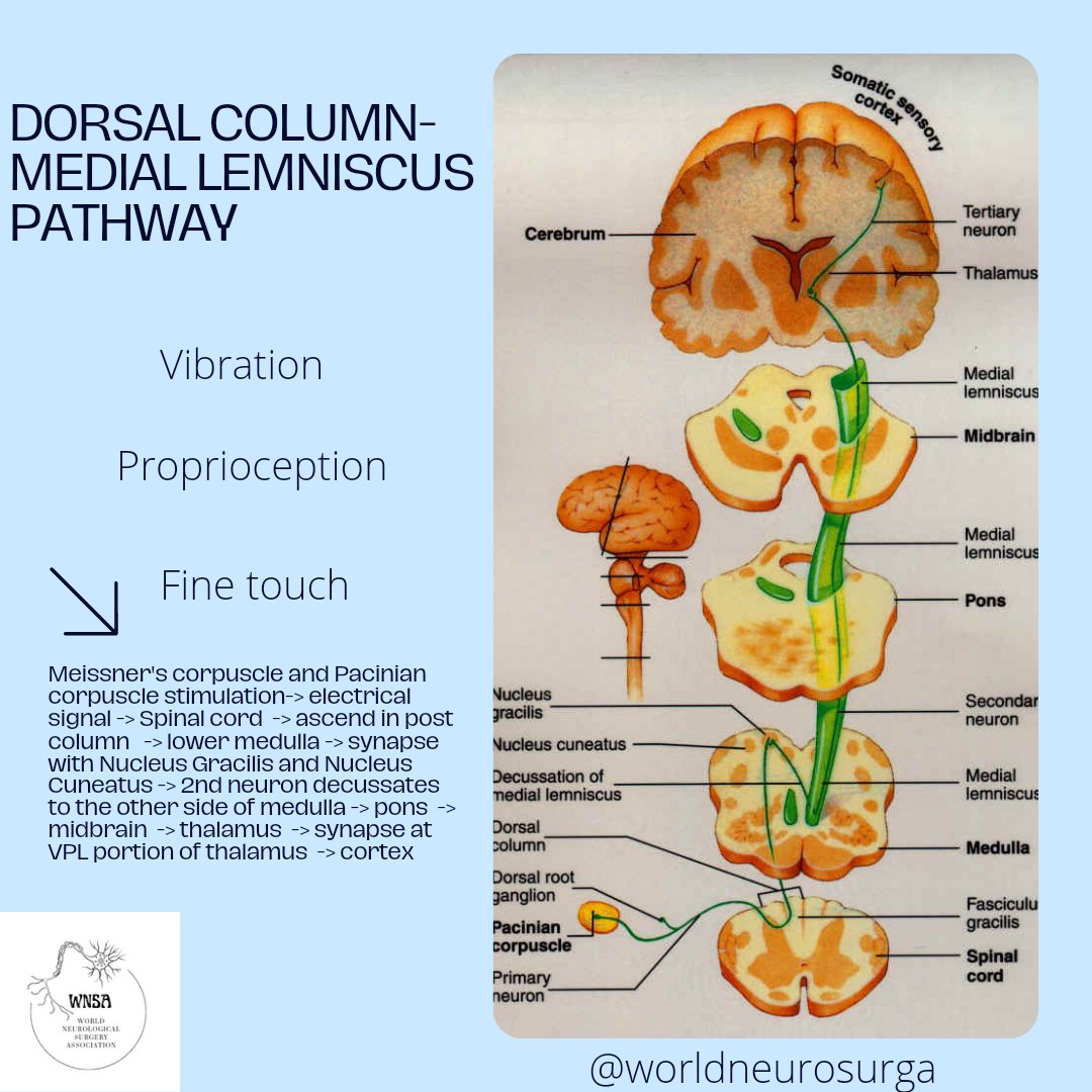 Medial Lemniscus Medulla