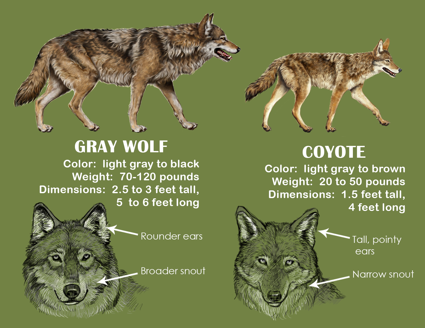 Wolf Hybrid Size Comparison
