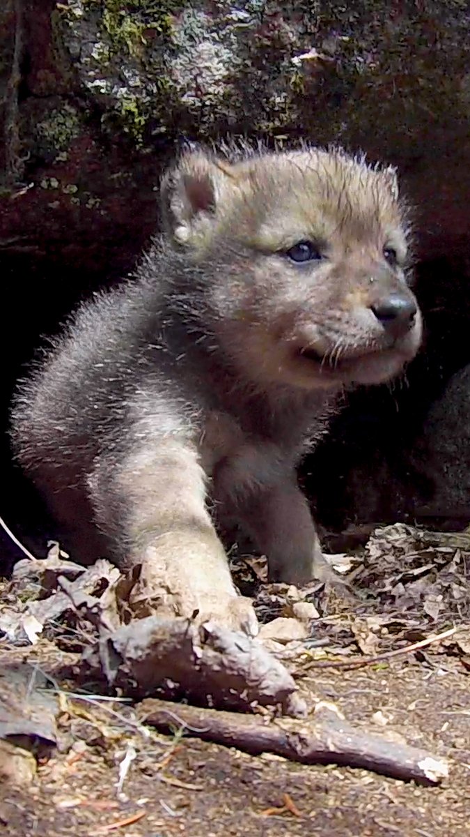 When mama wolf protects her babies from a bear 🐺 ️️ The Dodo @dodo