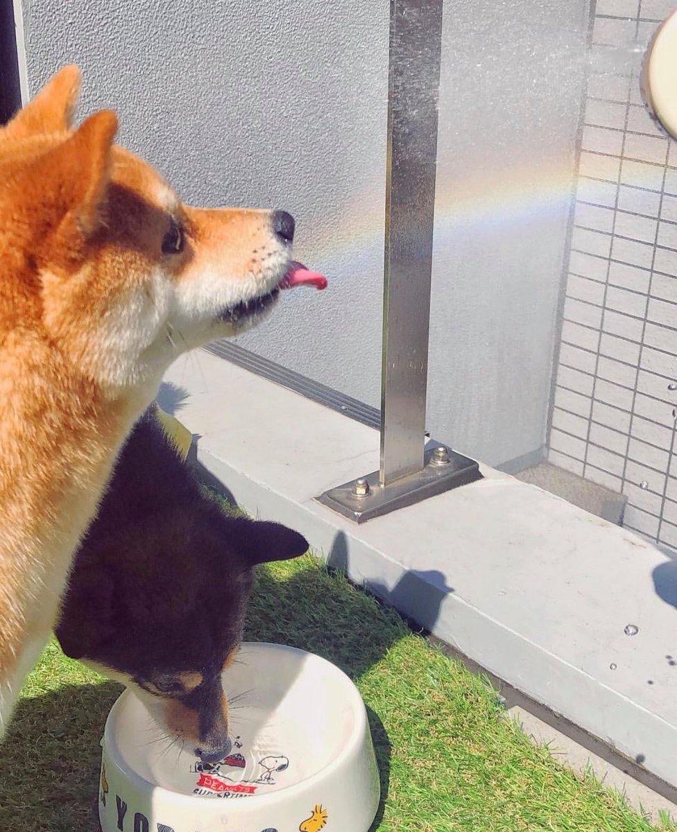 What Kind Of Dog Is This On Twitter рџњ Https T Co Mji2rqgzij Twitter