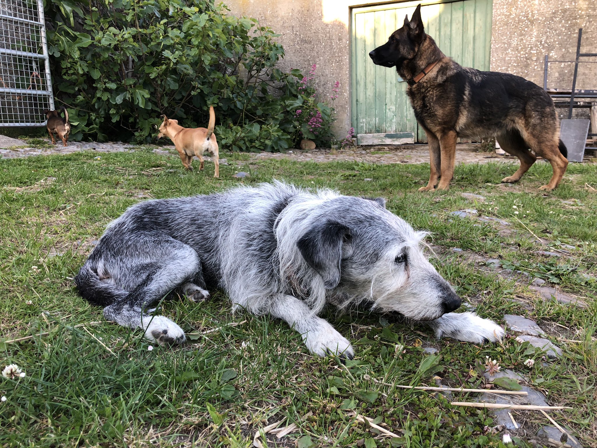 Irish Wolfhound German Shepherd Mix