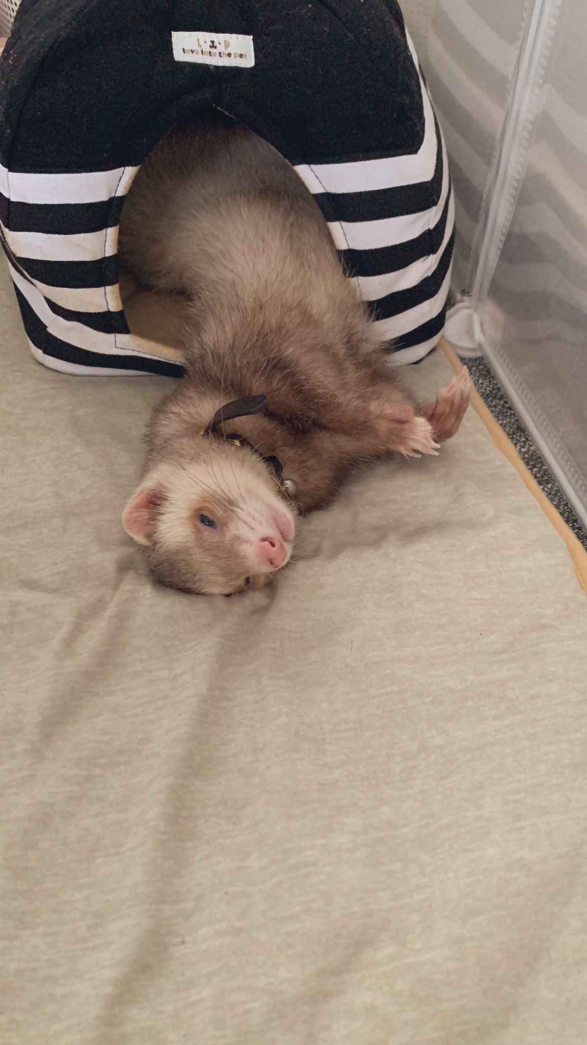 勤勉(6/8,9 鎌ヶ谷) on Twitter: "RT @12Mana04: おはもに🐛#hapimoni #jfn https://t.co/p5a8KB9qVS" / Twitter