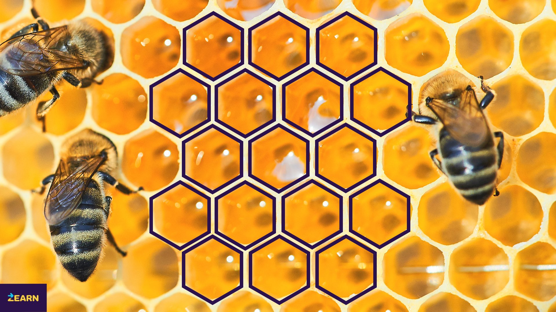 Examples Of Geometry In Nature