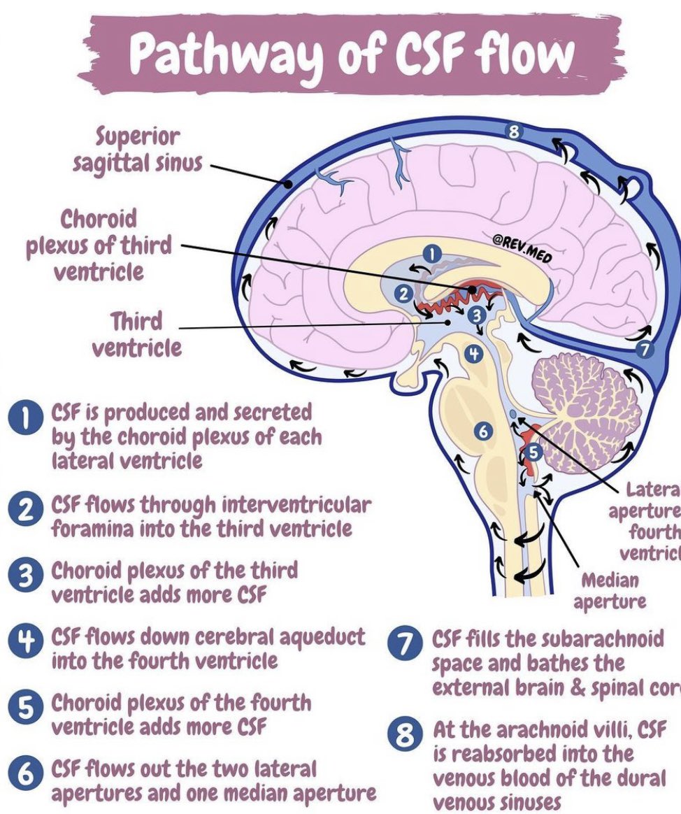 Cerebrospinal Fluid Flow: Anatomy And Functions Kenhub, 59% OFF Cerebrospinal Fluid Flow: Anatomy And Functions Kenhub, 59% OFF