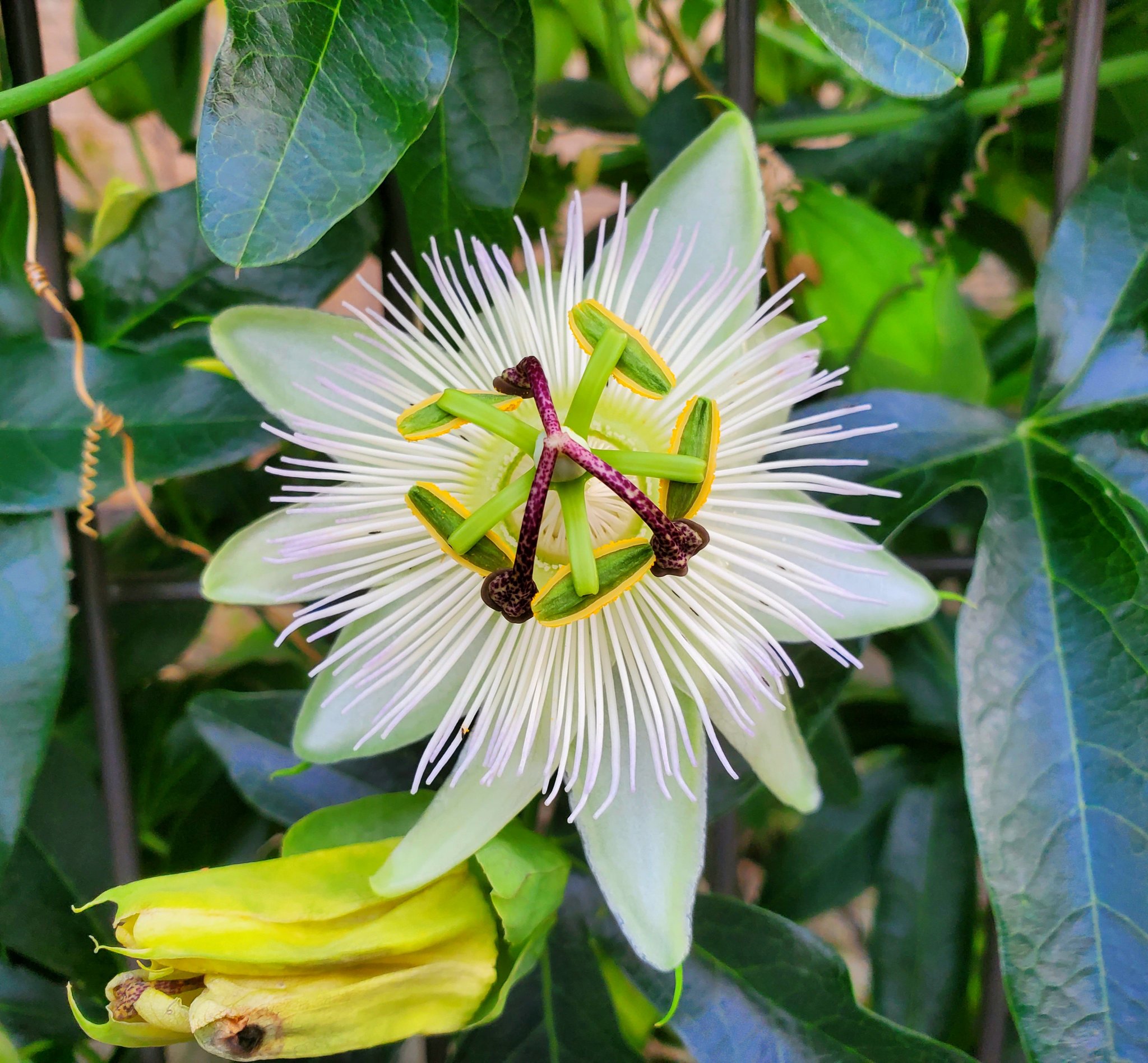 𝐒𝐡𝐢𝐡𝐨 𝐞𝐱 𝐟𝐫𝐢𝐞𝐝 𝐩𝐫𝐢𝐝𝐞 on Twitter: "トケイソウ https://t.co/eShCZO4gE0" / Twitter