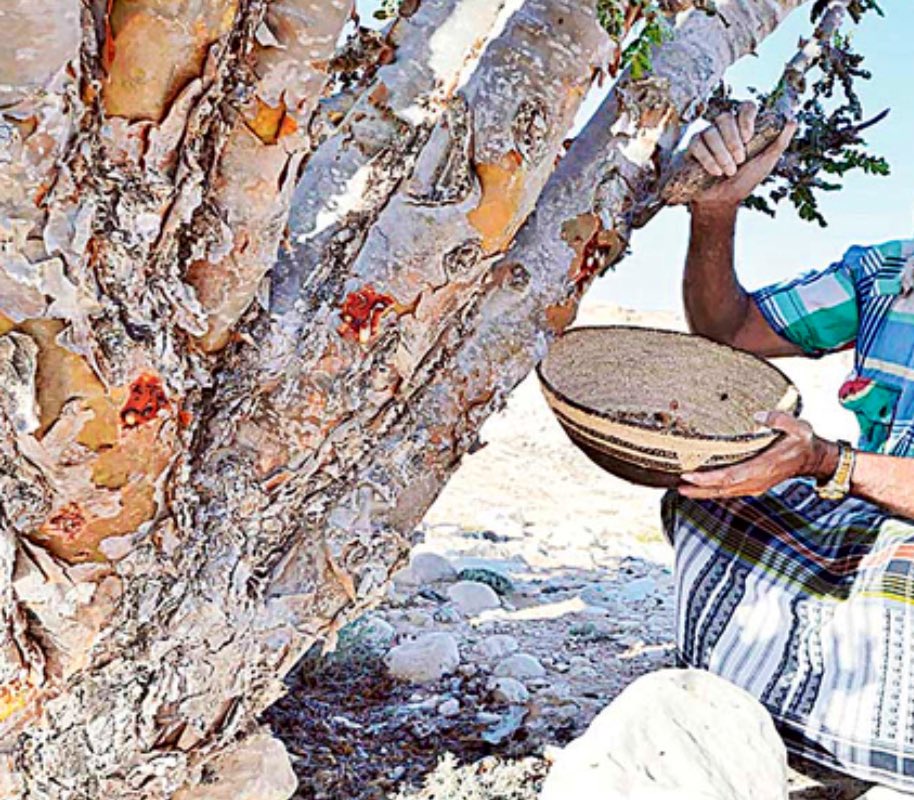 Going gaga over Arabian #oud /bakhoor? Has it replaced #Agarbatti in ...