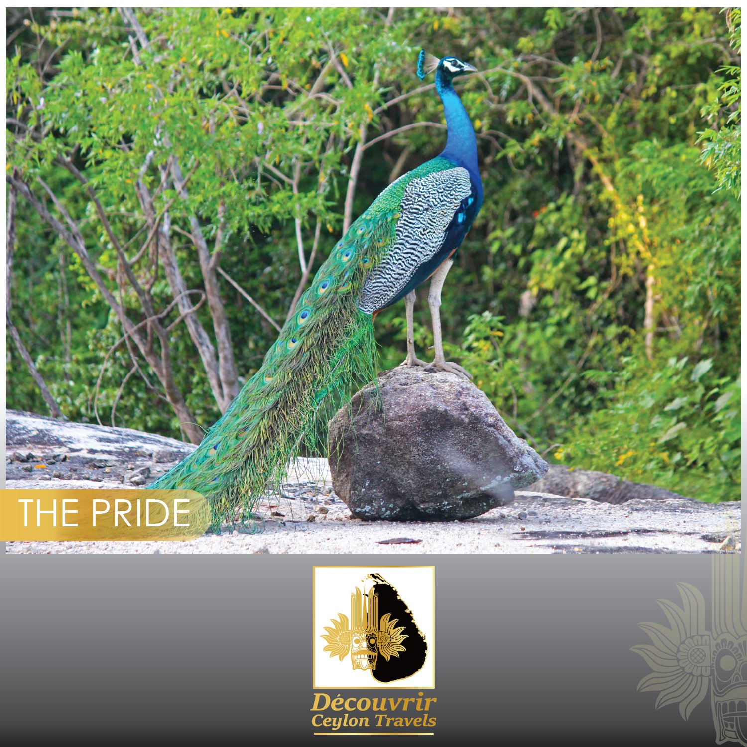 Decouvrir Ceylon Travels on Twitter: "Life of the Wild Ceylon . . Info@decouvrirceylontravels ...