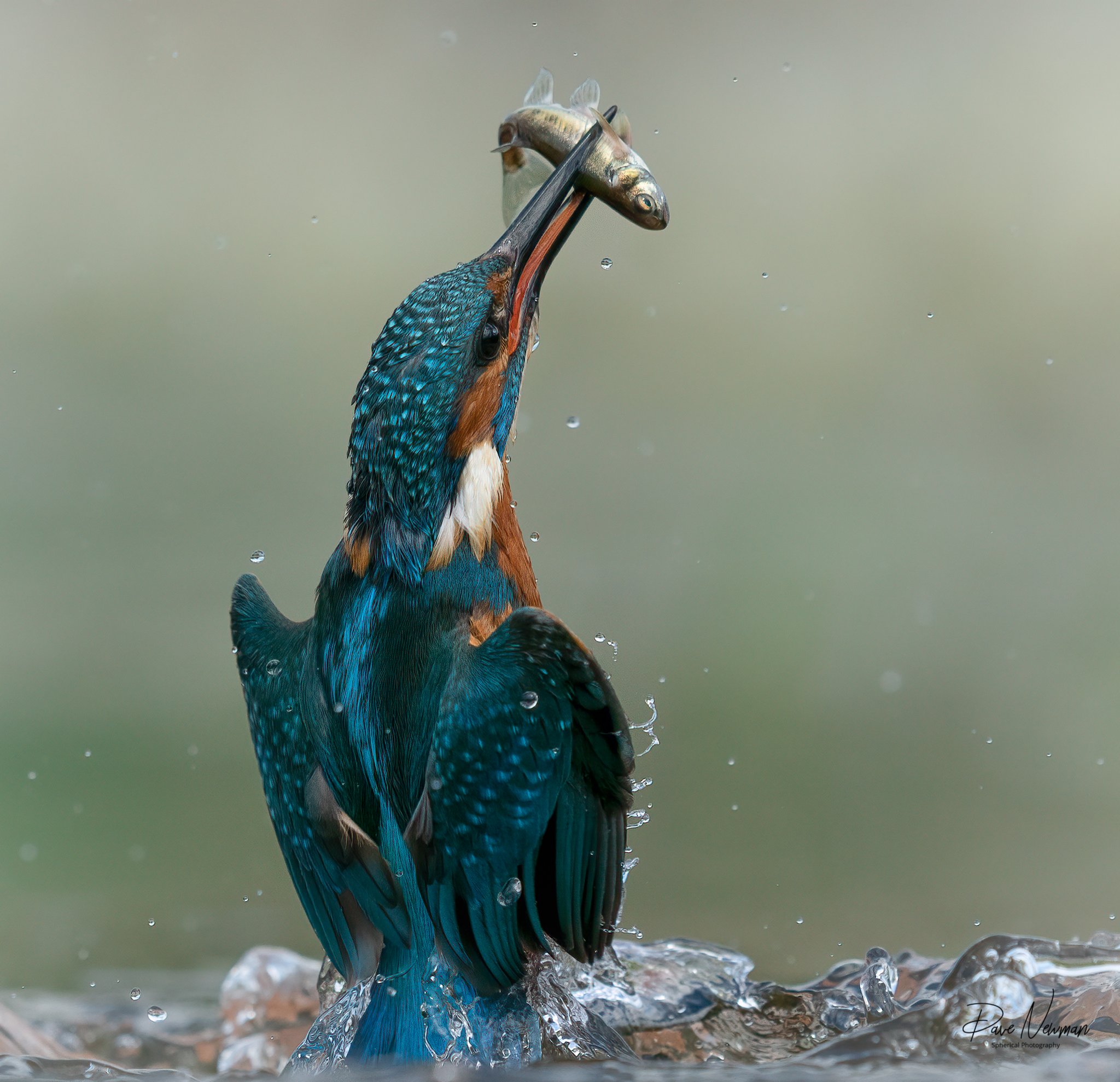Dave Newman's Spherical Photography on Twitter: "onwards and upwards the Male #Kingfisher # ...