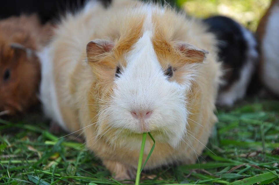 Stichting DierenLot on Twitter: Stichting DierenLot on Twitter: