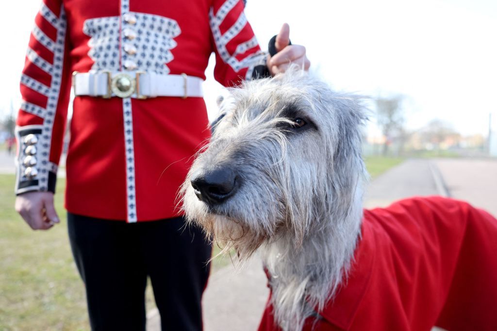 Red Irish Wolfhound