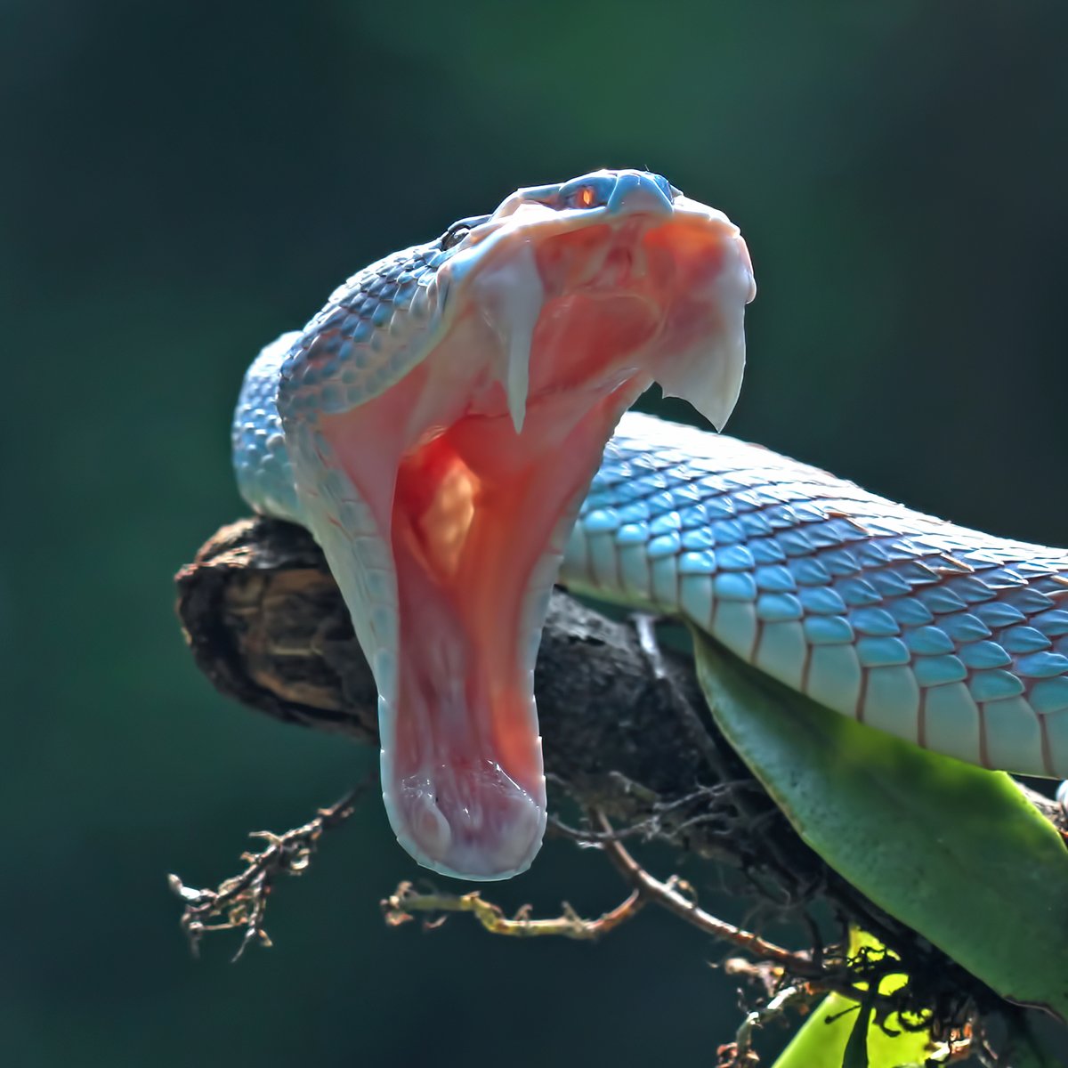 Pit Viper Fangs