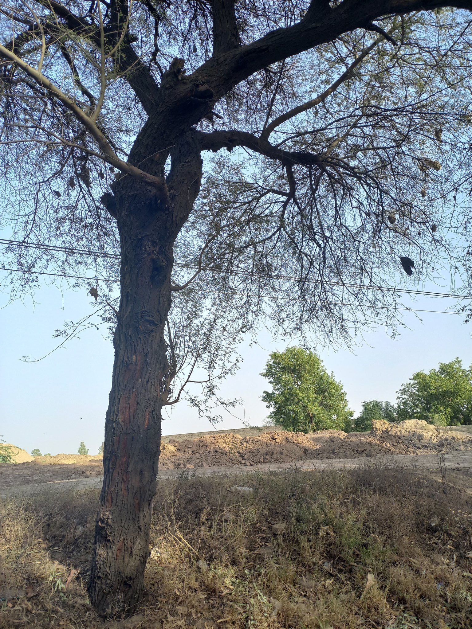 Keekar Tree