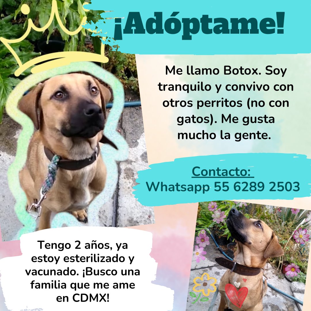 Mascotas Sismo on Twitter: "#Adopta Botox es un perrito tranquilo, sociable y que convive con ...