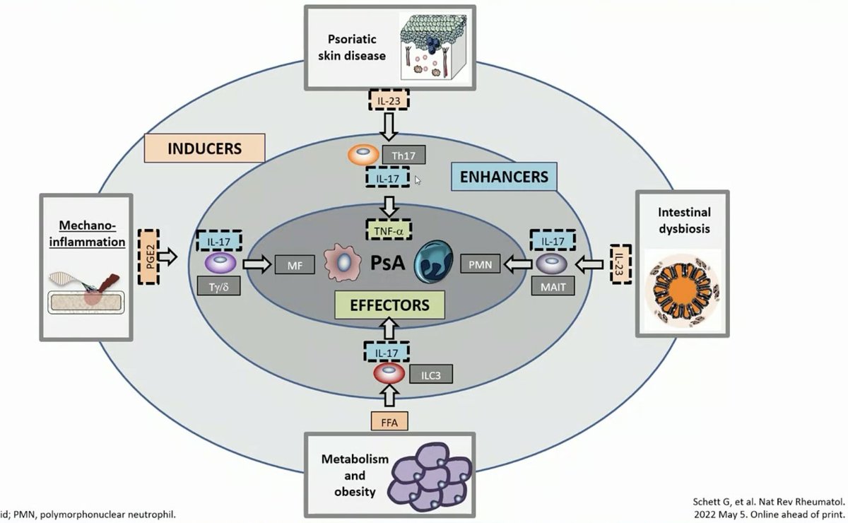 #EULAR2022 Pathogenesis of PsA PsO has similarities to Leprosy - Thread ...