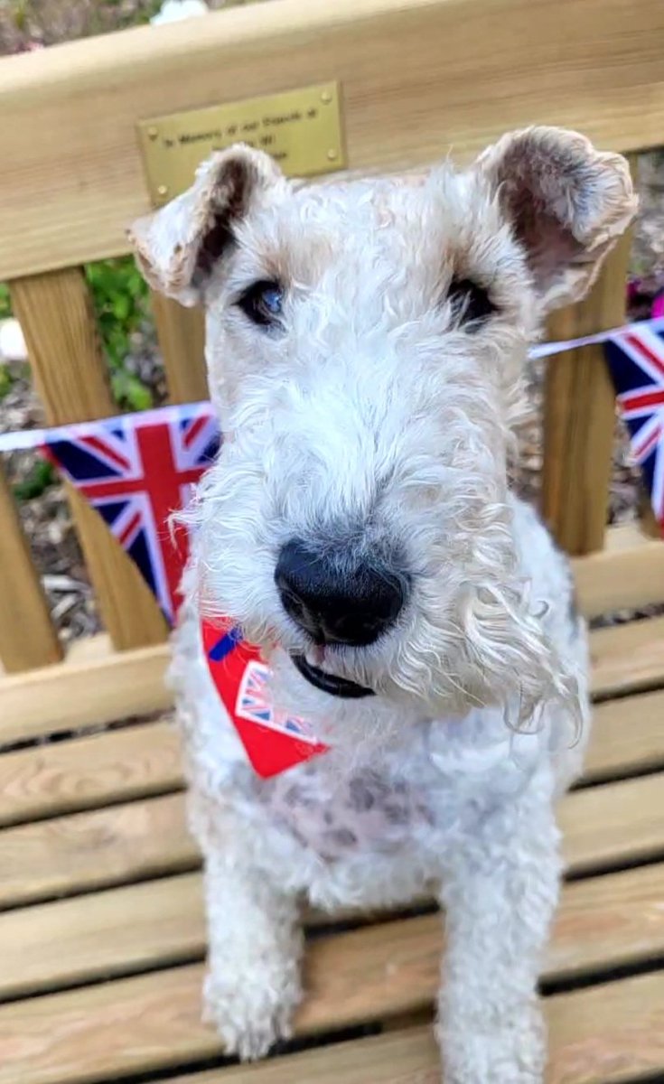 What Dog Breed Is Snowy From Tintin