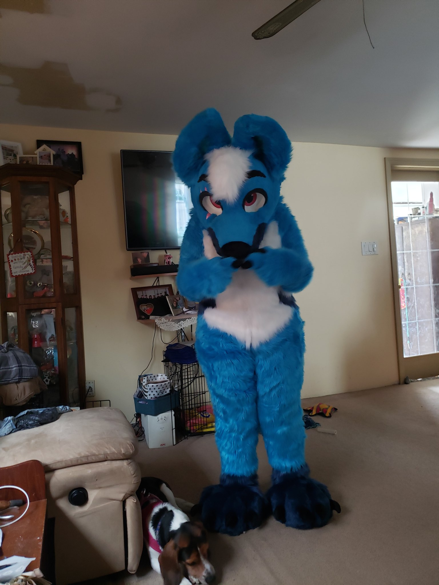 Sky the Saber Wolf on Twitter: "She's here!! My Sky fursuit is finally home! I wasn't able to do ...
