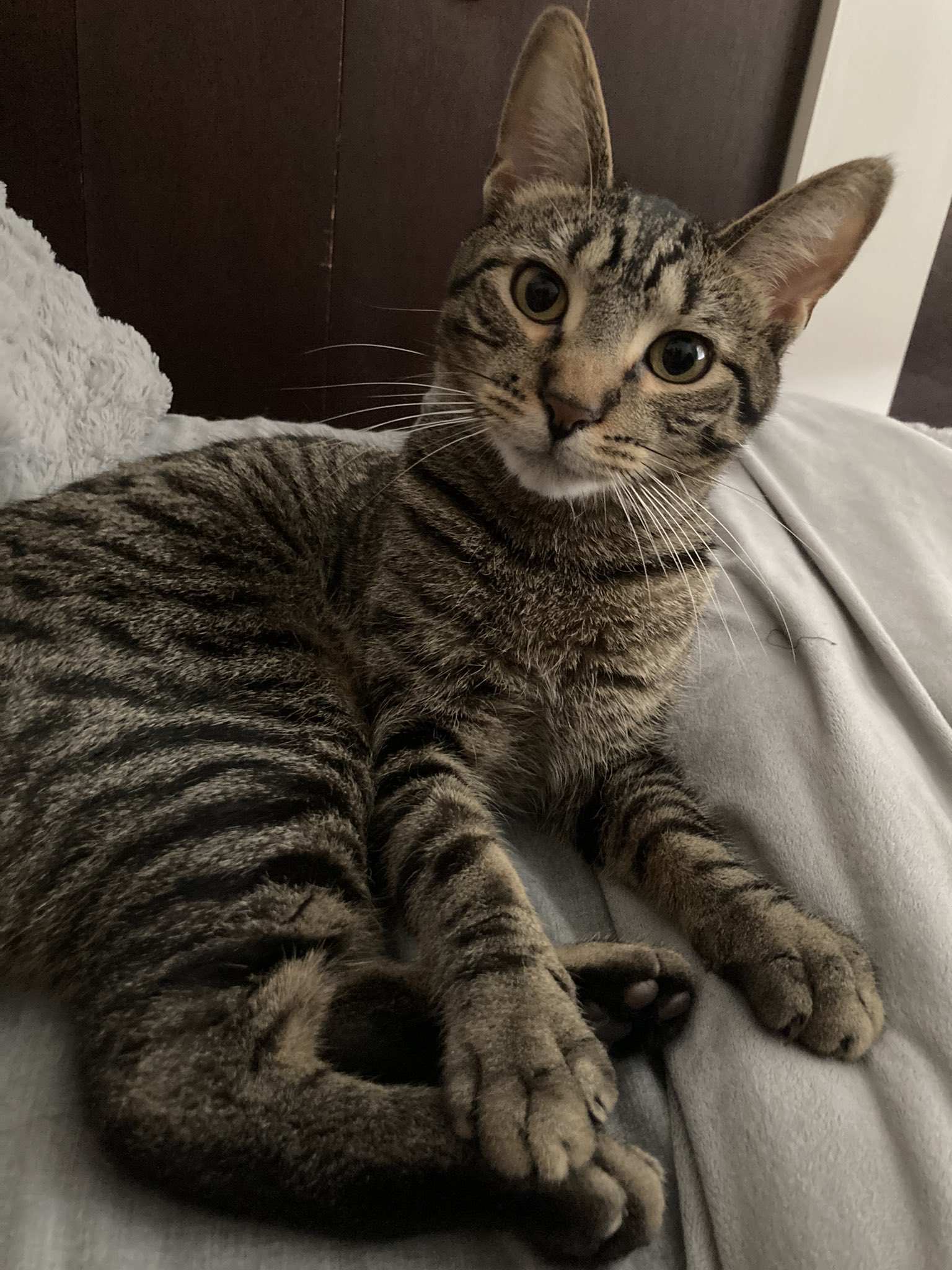 Half Cat Half Bobcat