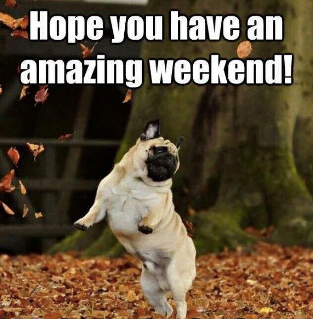 Have A Great Weekend Puppy