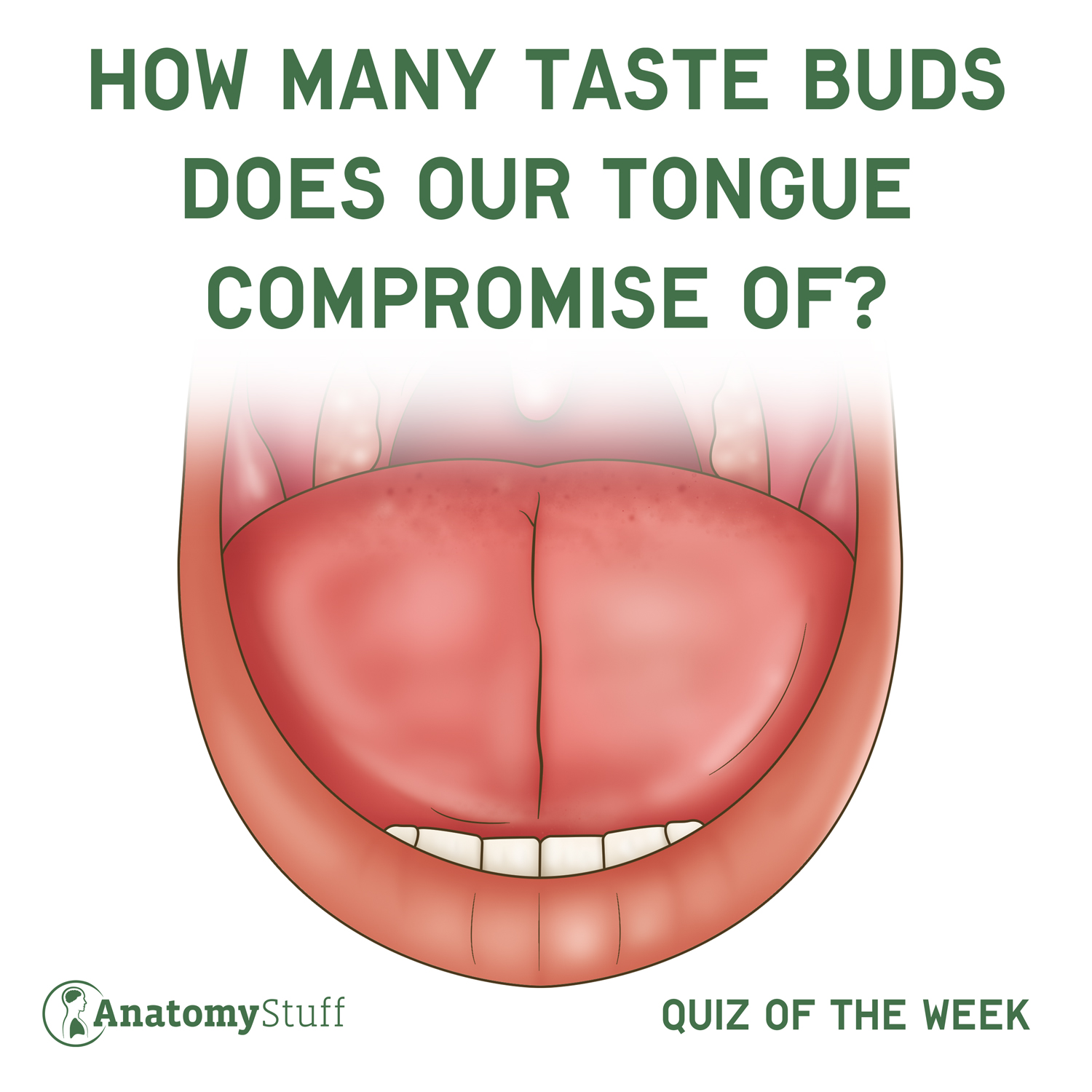 Taste Buds On Tongue