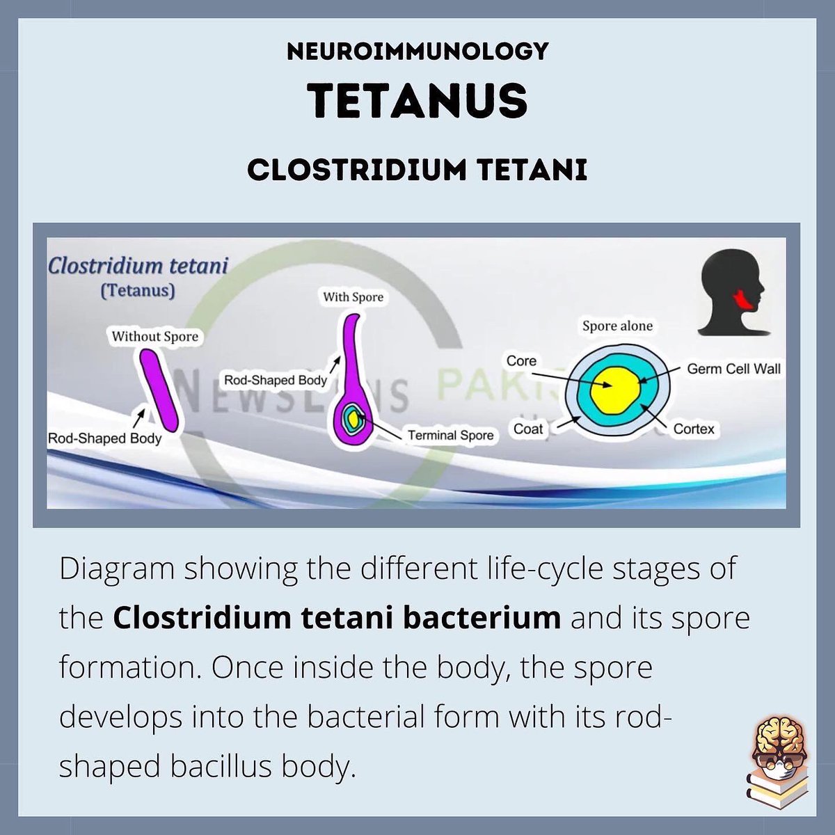 Tetanus Bacteria Diagram