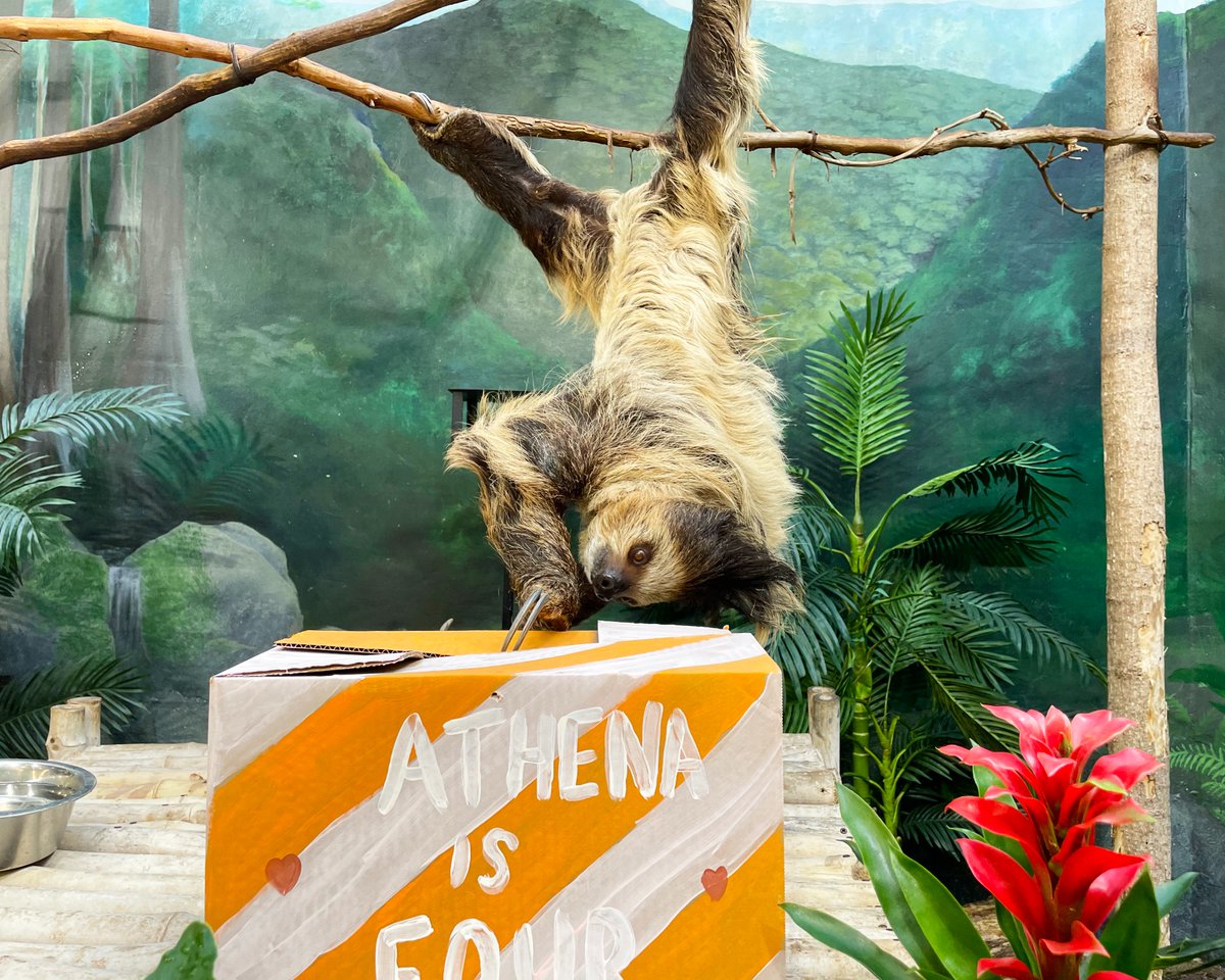 Stuffed Animals & Plushies Little Zoo Box Sloth Curated Educational Box ...