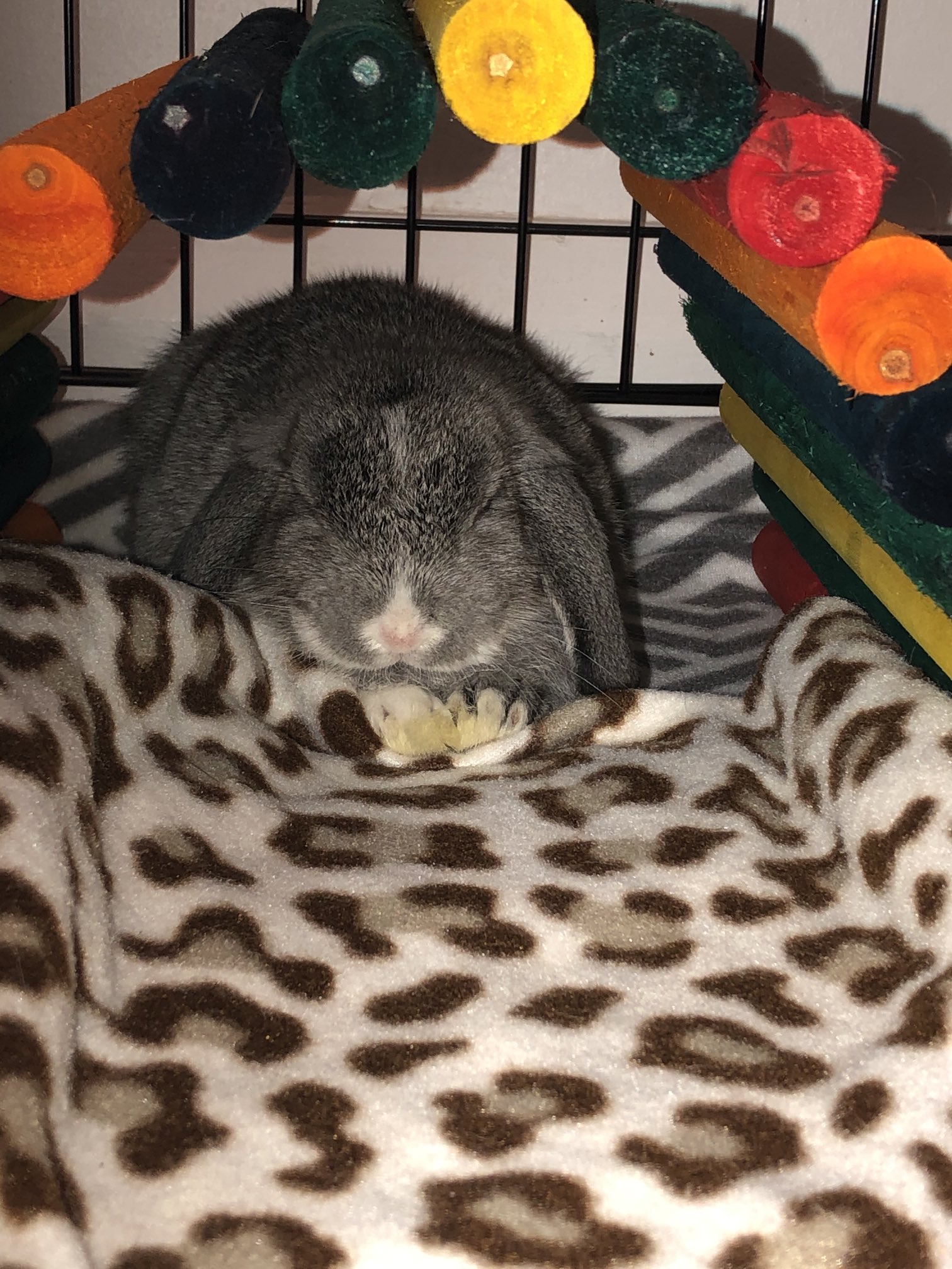 TW Pornstars - 2 pic. Amy Kitty 🌸 NJ-PA 🌸. Twitter. Throwback to baby ...