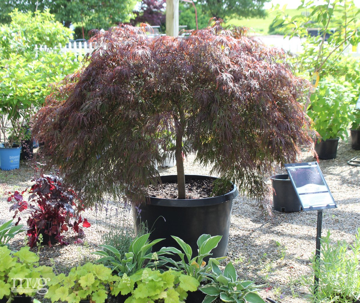 Crimson Queen Japanese Maple Tree