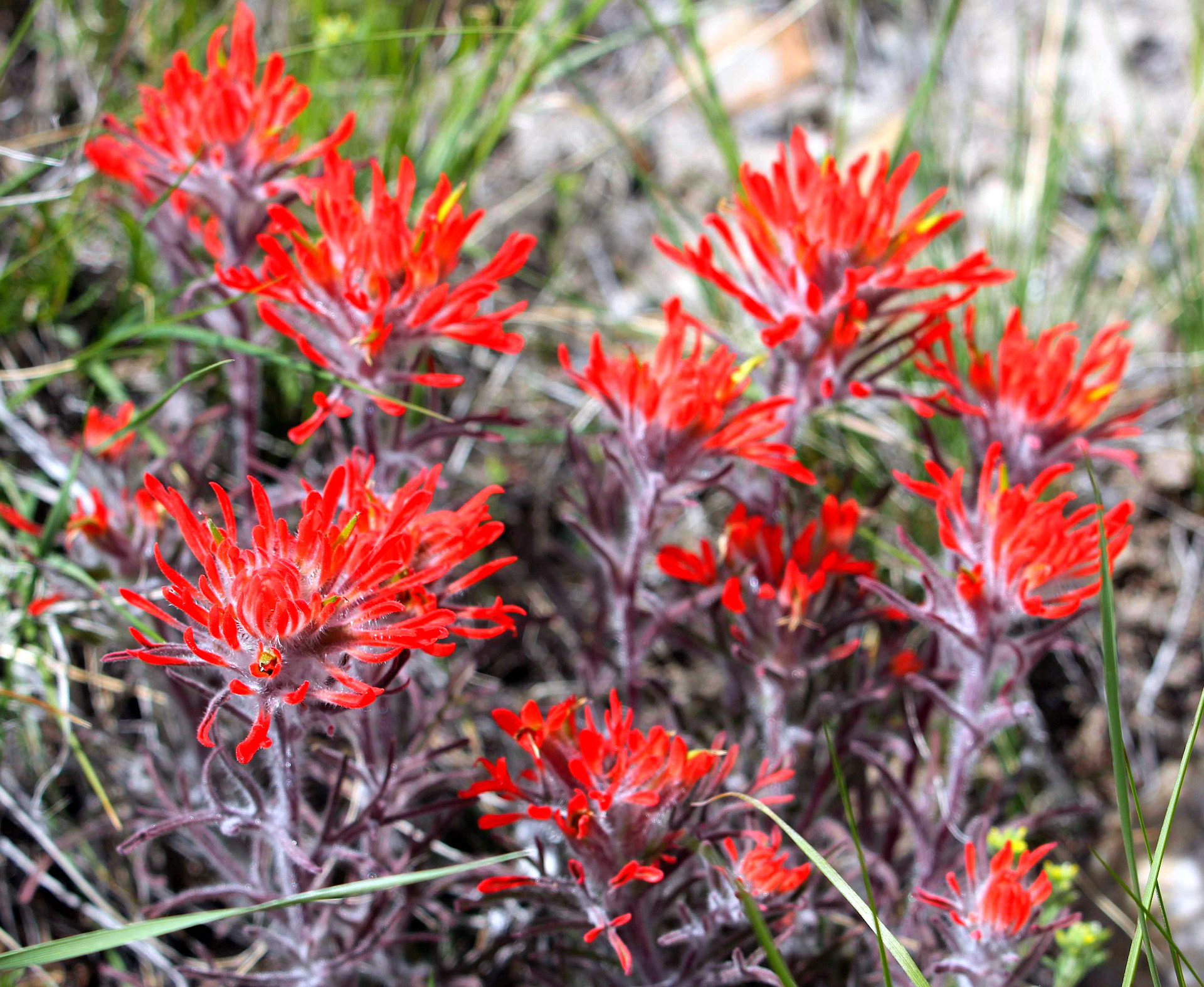 USFWS Refuge System on Twitter: "Indian paintbrush is the state flower ...