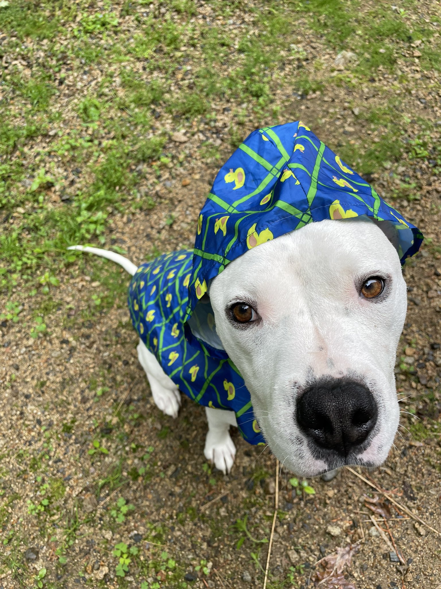 TW Pornstars - 1 pic. EMILY SEDONA . Twitter. Some of my favorite ...