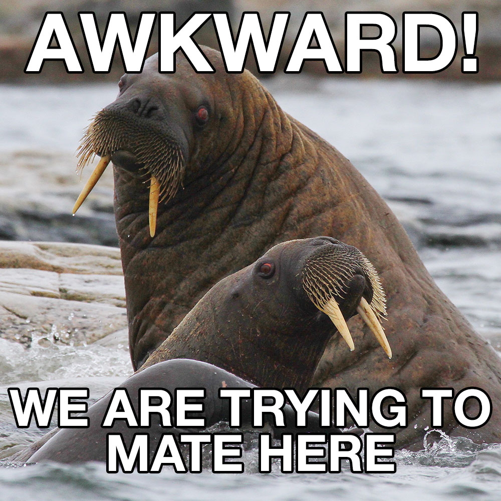 Funny Walrus Meme