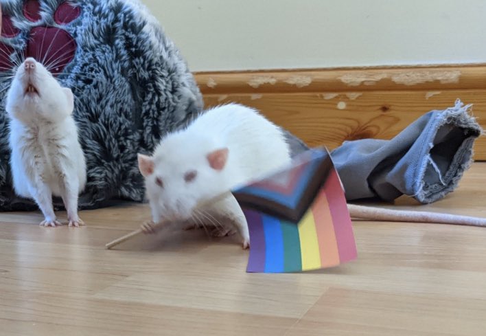 Badinater (Commissions closed) on Twitter: "RT @CoolRATfacts: Cool Rat Fact! Them Rats still gay"