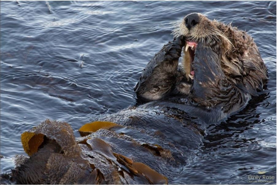 Sea Otter Grooming