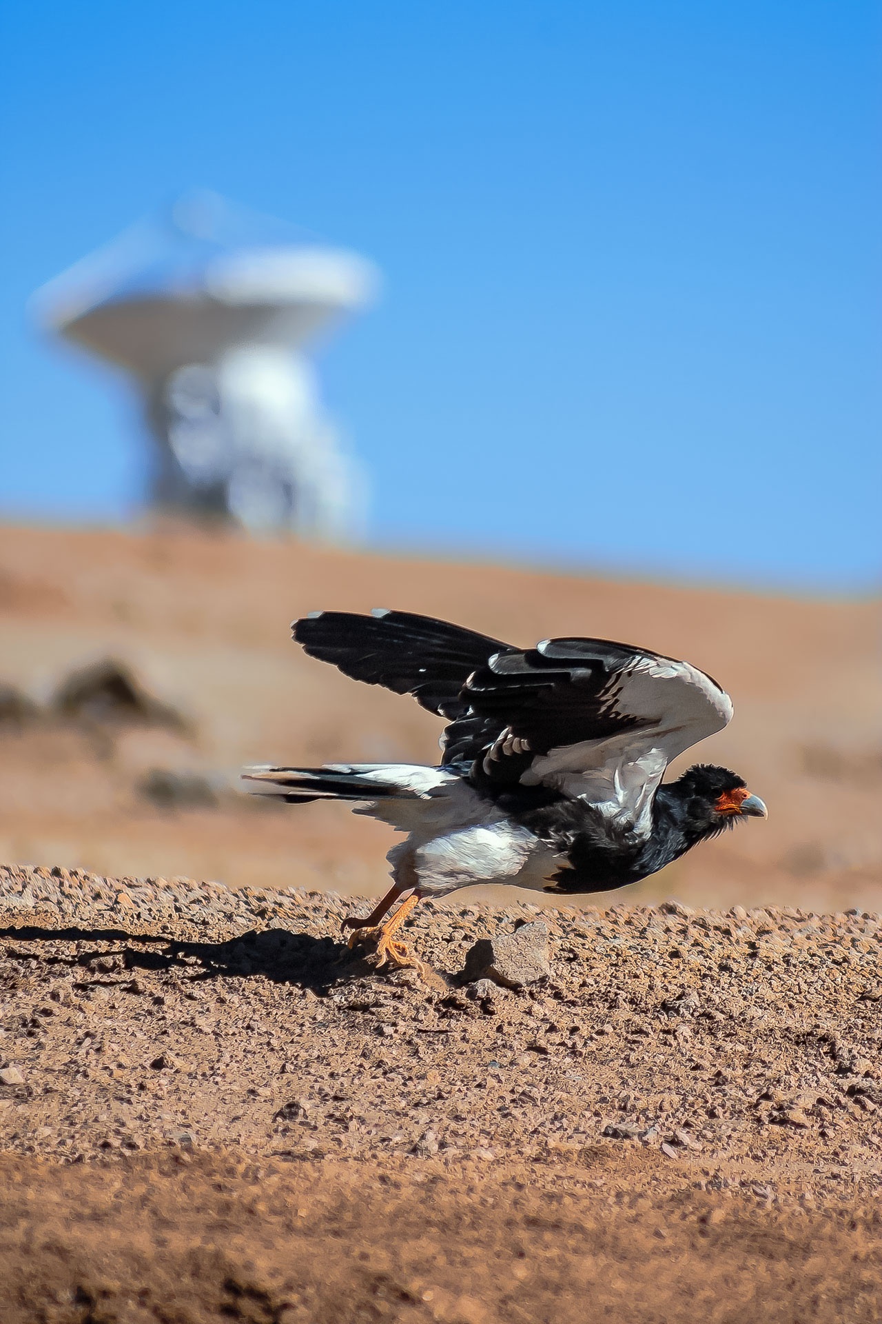 Atacama Desert Snakes