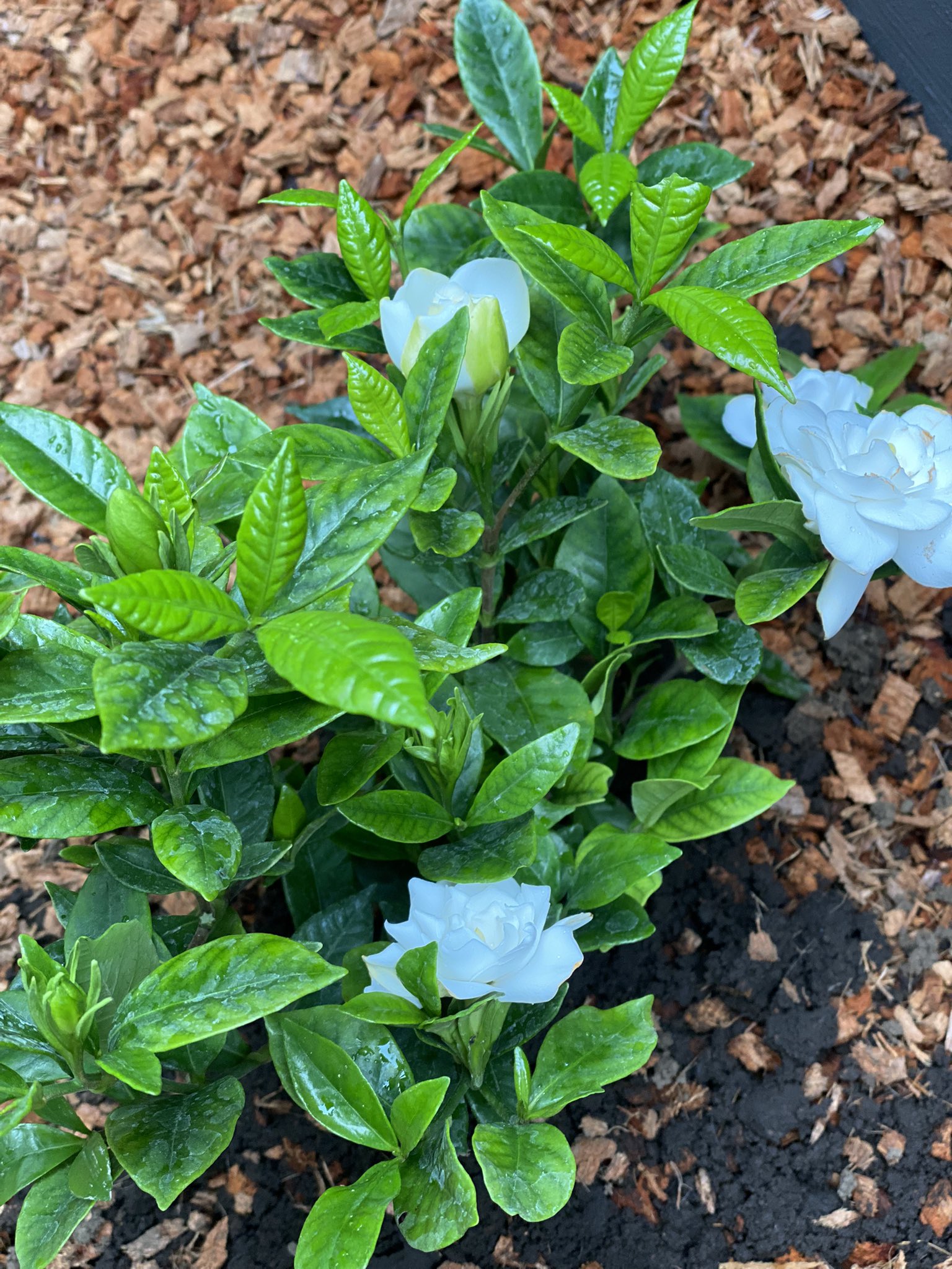 蓮舫💙💛RENHO🇯🇵 on Twitter: "くちなしの季節になりましたね。 金木犀、沈丁花と並んで大好きな香りです💐！ https://t.co/K4DArxj86g" / Twitter