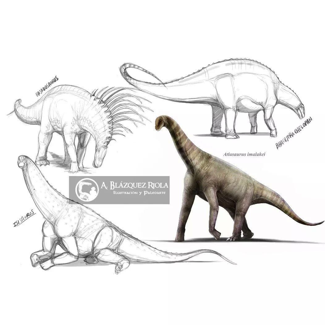 Desenho De Atlasaurus Por Paleozoologo Untitled Document