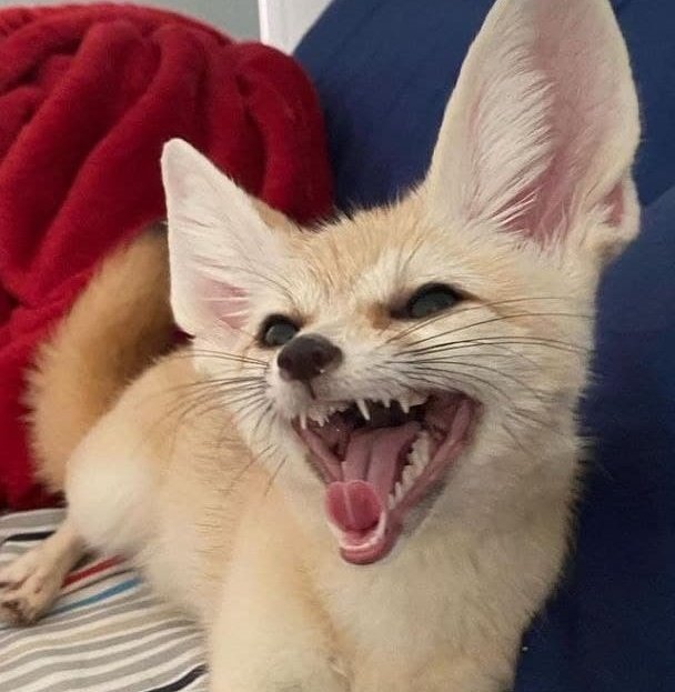 Angry Fennec Fox