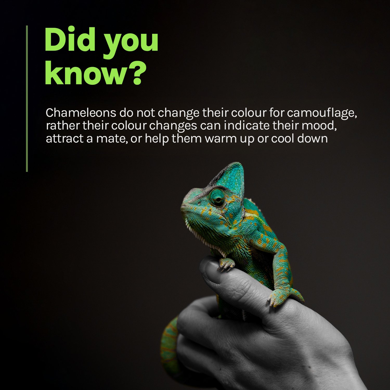Did You Know That Chameleons Dont Change Color To Blend Caring For