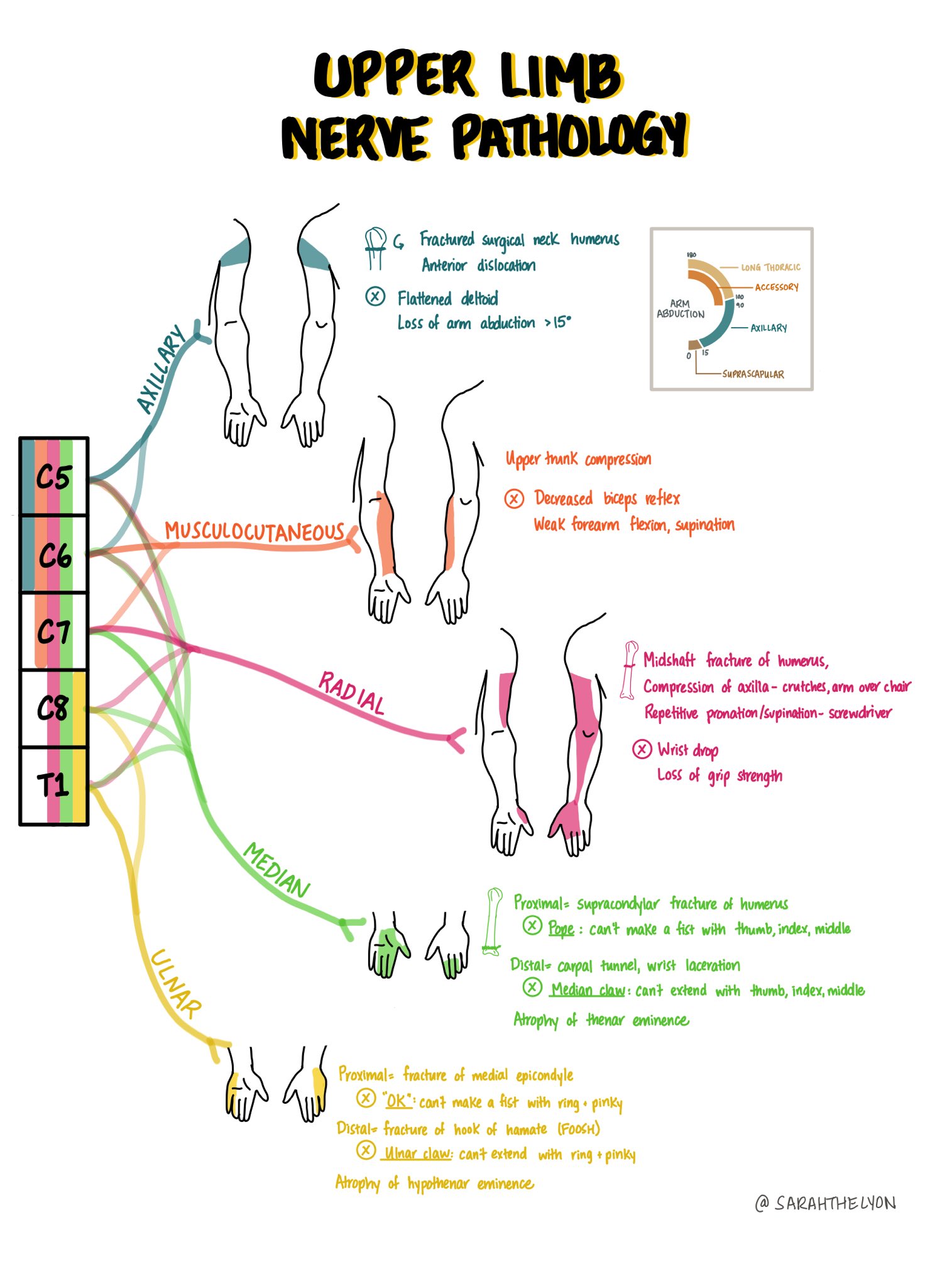Upper Extremity Nerve Roots Scheme Of The Variation In The Origin Of